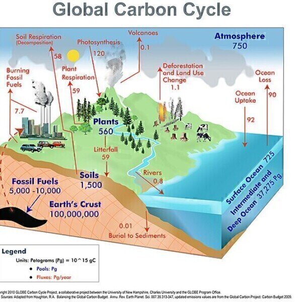 What are the three sources of renewable carbon for the chemicals ...